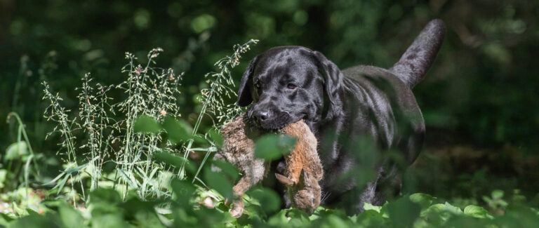 Der Labrador als vielseitiger Jagdhund - Labrador Club Deutschland e.V.