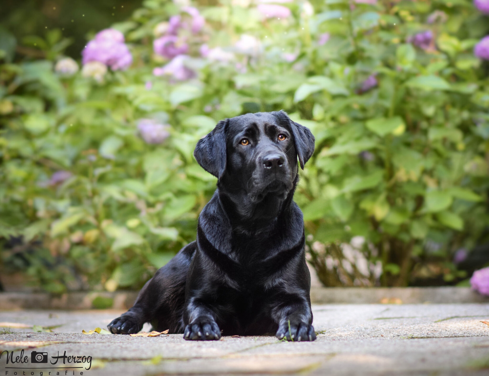 Der Labrador - Alle wichtigen Infos im Überblick